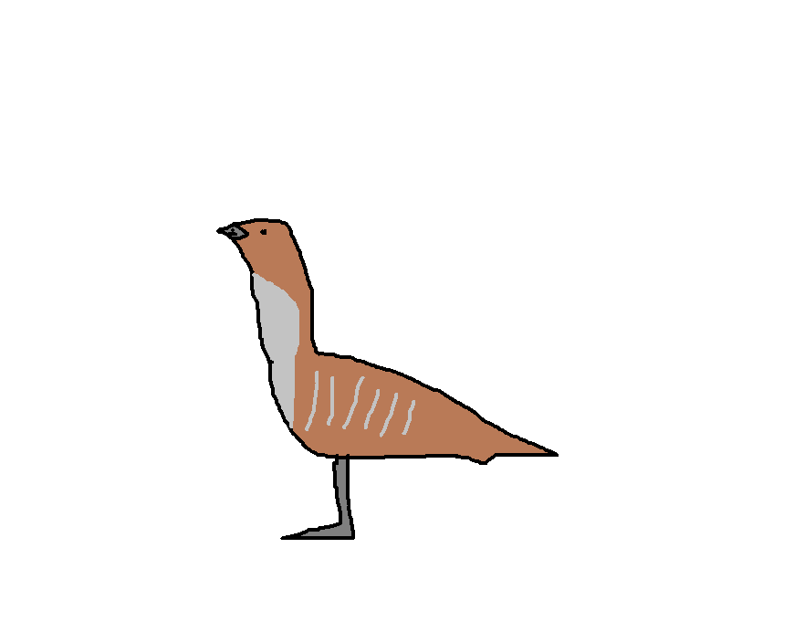 Gray Partridge | Species Wiki | Fandom