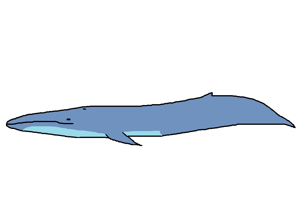 Blue Whale | Species Wiki | Fandom