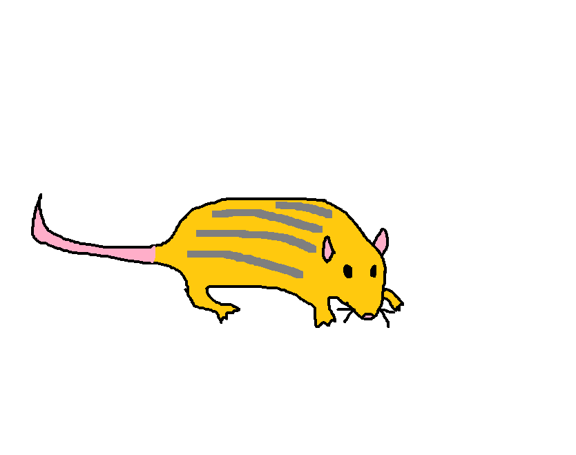 Striped Grass Mouse | Species Wiki | Fandom
