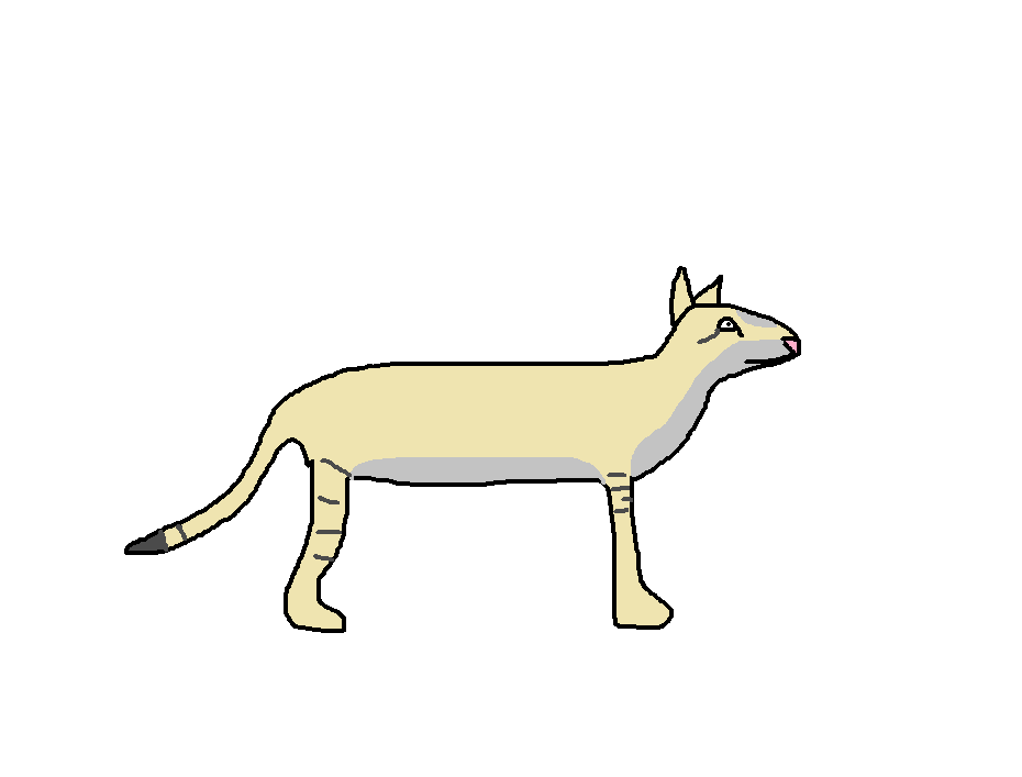 Sand Cat | Species Wiki | Fandom