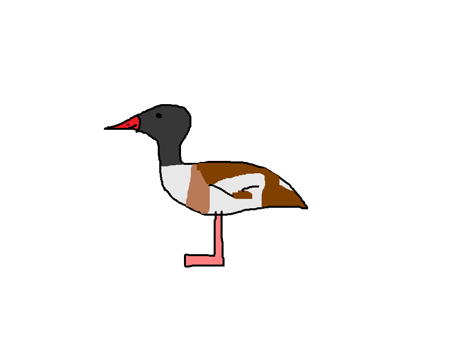 Common Shelduck | Species Wiki | Fandom