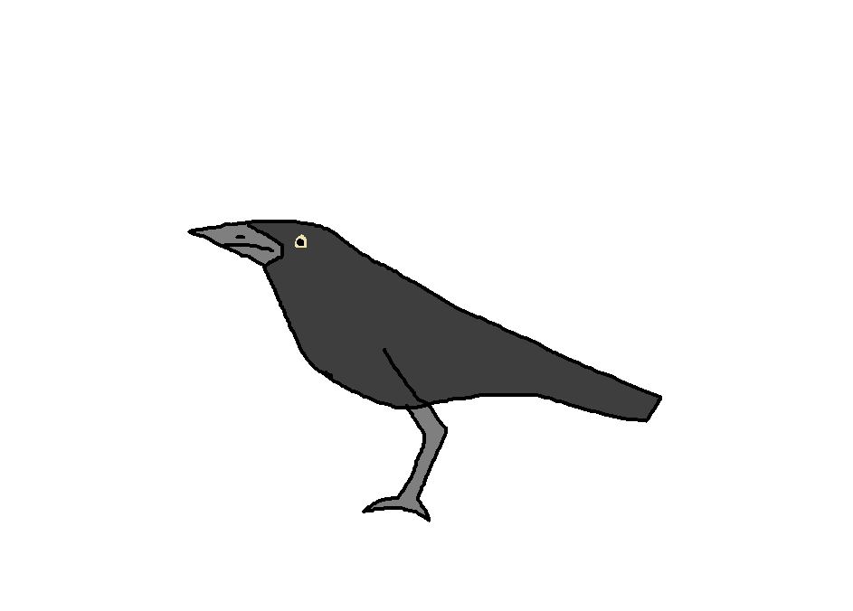 Common Grackle | Species Wiki | Fandom
