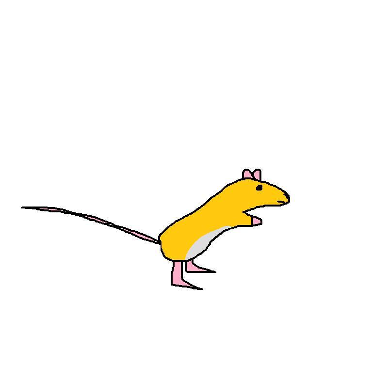 Spinifex Hopping Mouse | Species Wiki | Fandom