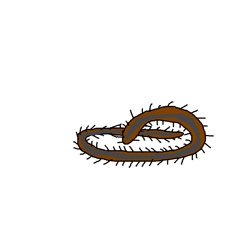 King Ragworm | Species Wiki | Fandom