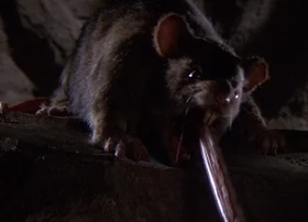 Rat Species | Species Wiki | Fandom