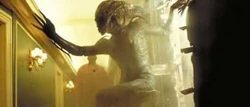 Dana Hee Species