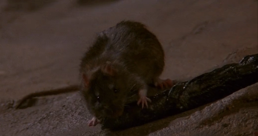 Rat Species | Species Wiki | Fandom