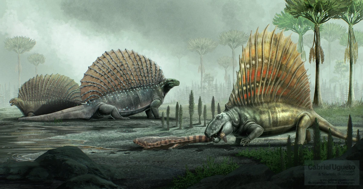 Dimetrodon | Speciespedia Wiki | Fandom