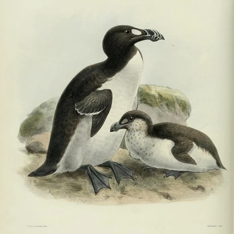Great auk | Speciespedia Wiki | Fandom