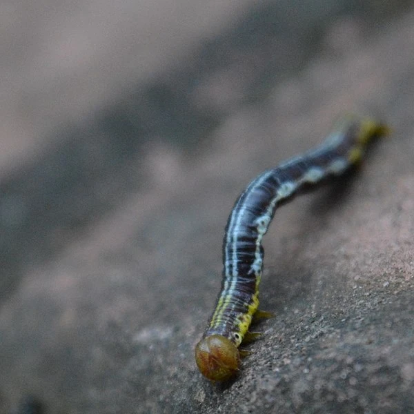 Specimen 11 | Specimen Database Wiki | Fandom