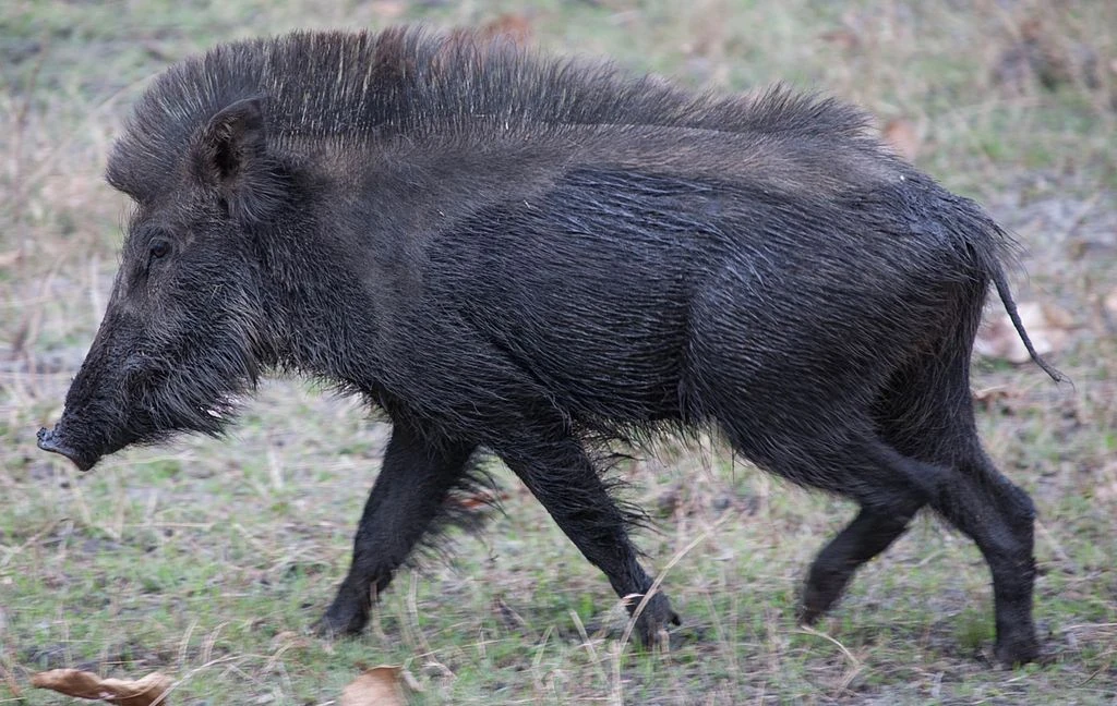 Pebble Pig | Speck Wikia | Fandom