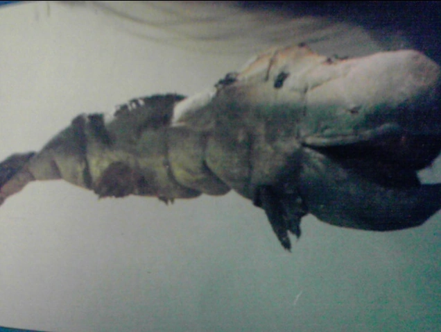 Category:Flying Kaiju | Spectreman Wiki | Fandom