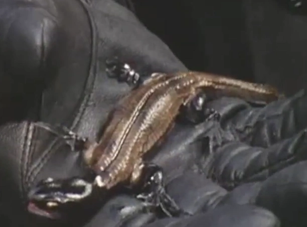 Toothy Skinks | Spectreman Wiki | Fandom