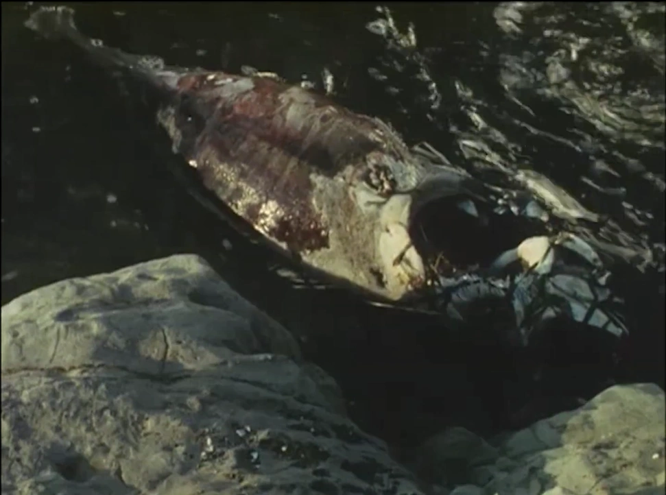 Fish | Spectreman Wiki | Fandom