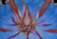 Thoraxa | Spectrobes Wiki | Fandom