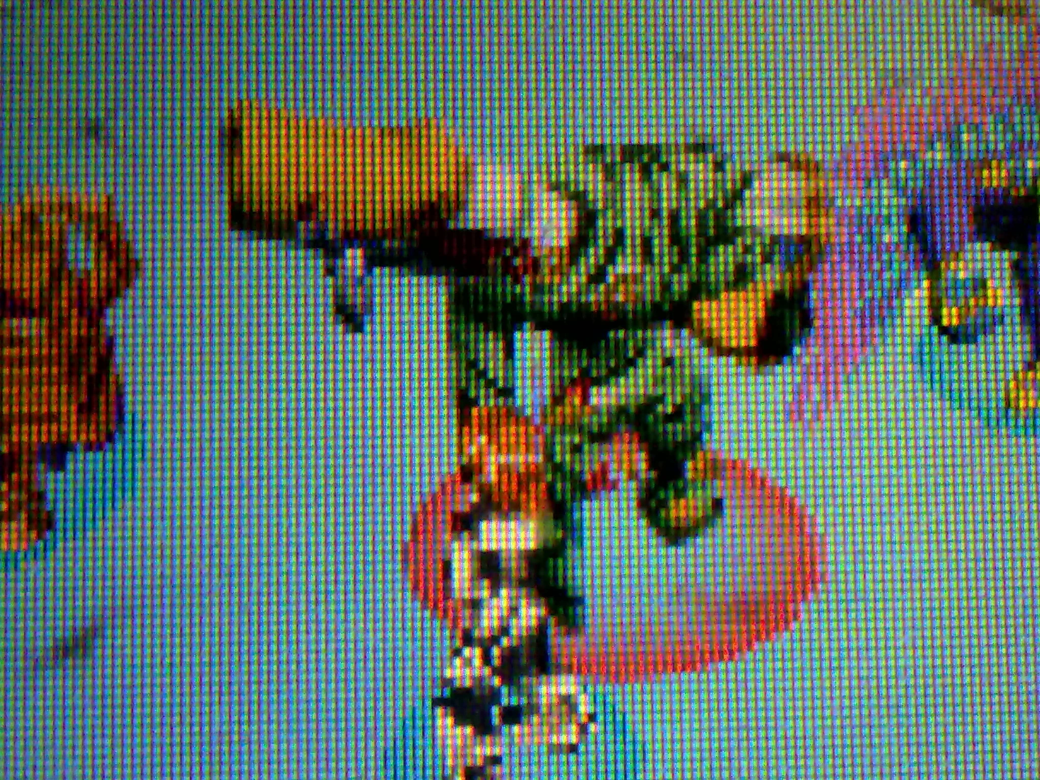 Category:Krawl | Spectrobes Wiki | Fandom