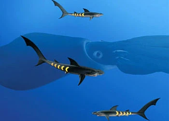 Evolution Of Sharks Timeline