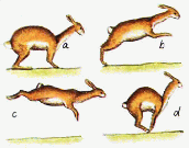 Rabbuck | Speculative Evolution Wiki | Fandom