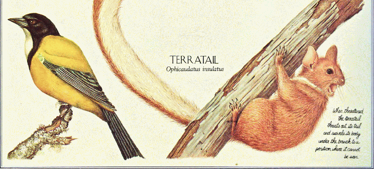 Terratail Speculative Evolution Wiki Fandom