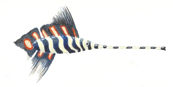 Spec: Osteichthyes | Speculative Evolution Wiki | Fandom