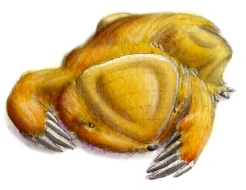 Spec Mammalia: Docodonta | Speculative Evolution Wiki | Fandom