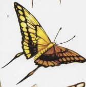 Canopy insects-skull island | Speculative Evolution Wiki | Fandom