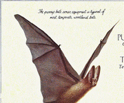 Purrip Bat | Speculative Evolution Wiki | Fandom