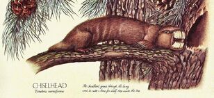 Chiselhead | Speculative Evolution Wiki | Fandom