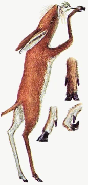 Grobbit | Speculative Evolution Wiki | Fandom