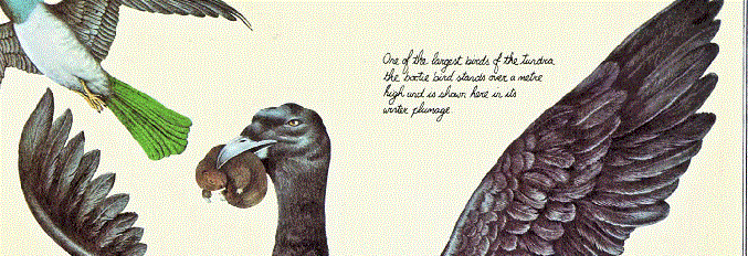 Bootie Bird Speculative Evolution Wiki Fandom