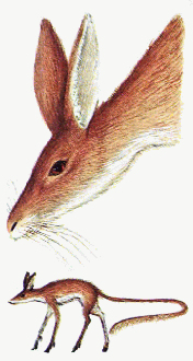 Grobbit | Speculative Evolution Wiki | Fandom