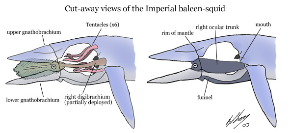 Spec: Balaenateuthia | Speculative Evolution Wiki | Fandom