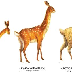 Future Animal Evolution