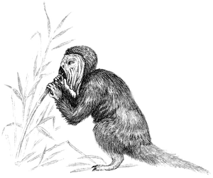 Taddey | Speculative Evolution Wiki | Fandom