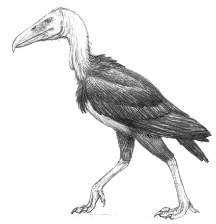 Spec Dinosauria: Rociformes | Speculative Evolution Wiki | Fandom