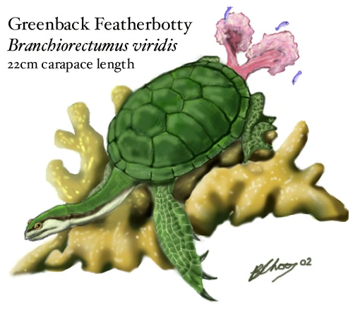 Evolution Of Turtles