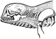 Aquamorph | Speculative Evolution Wiki | Fandom