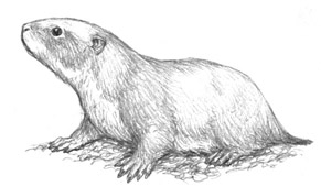 Spec Mammalia: Multituberculata | Speculative Evolution Wiki | Fandom