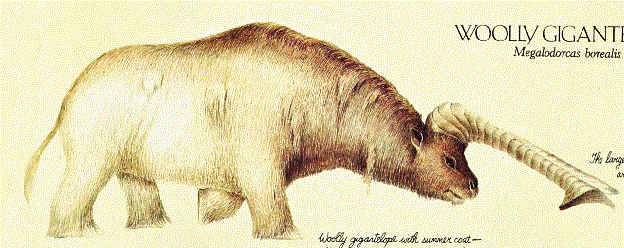 Woolly Gigantelope | Speculative Evolution Wiki | Fandom