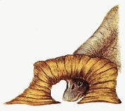 Gigantelope | Speculative Evolution Wiki | Fandom