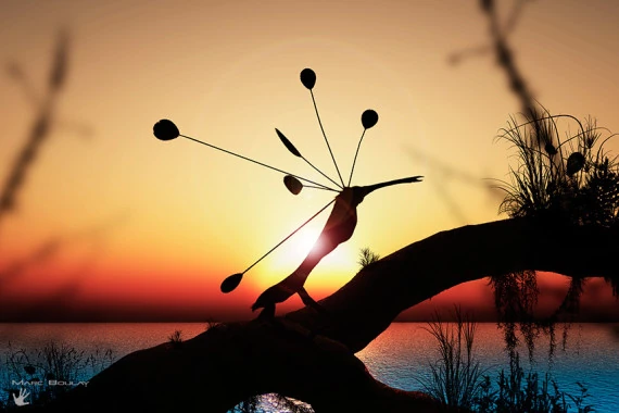 Cossima magnificens | Speculative Evolution Wiki | Fandom