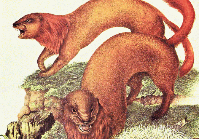 Pamthret | Speculative Evolution Wiki | Fandom Pamthret | Speculative Evolution Wiki | Fandom