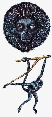Long-Armed Ziddah | Speculative Evolution Wiki | Fandom