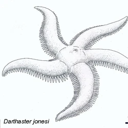 Echinoderms Diagram
