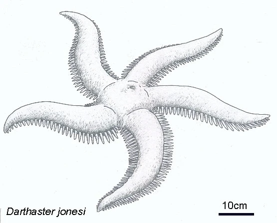Echinodermata Diagram
