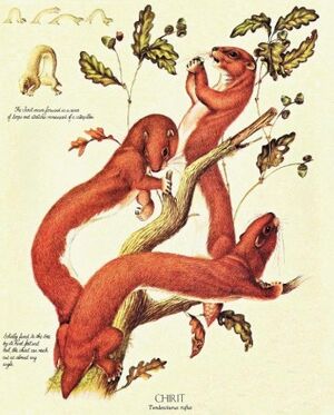 Chirit | Speculative Evolution Wiki | Fandom