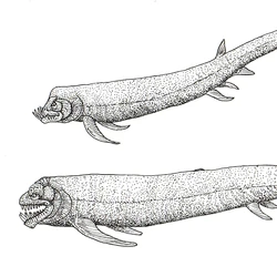 Class Osteichthyes Characteristics