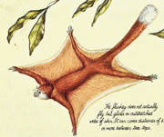 Flunkey | Speculative Evolution Wiki | Fandom