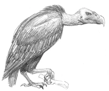 Spec Dinosauria: Rociformes | Speculative Evolution Wiki | Fandom