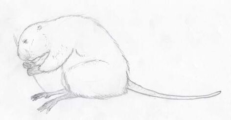 Spec Mammalia: Multituberculata | Speculative Evolution Wiki | Fandom